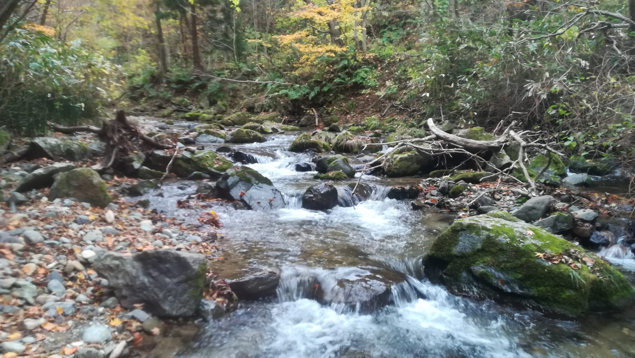 北海道 道南での川釣り 釣れる魚と場所 - Rau_fishing